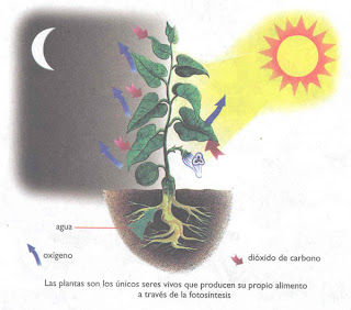 las plantas: Como fabrican su alimento?